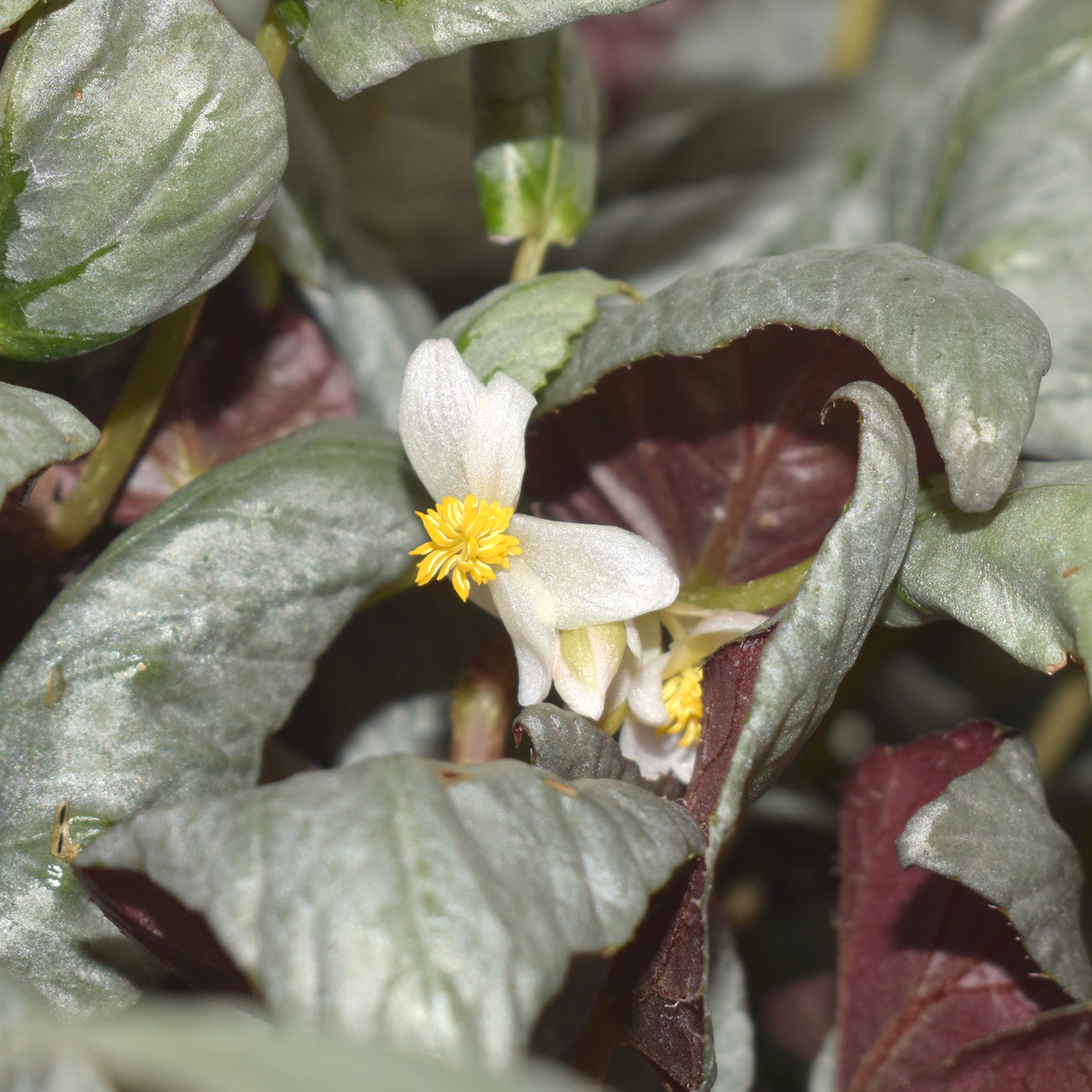 Begonia Silver Limbo | Plant with Silver & Red Leaves | Steve's Leaves