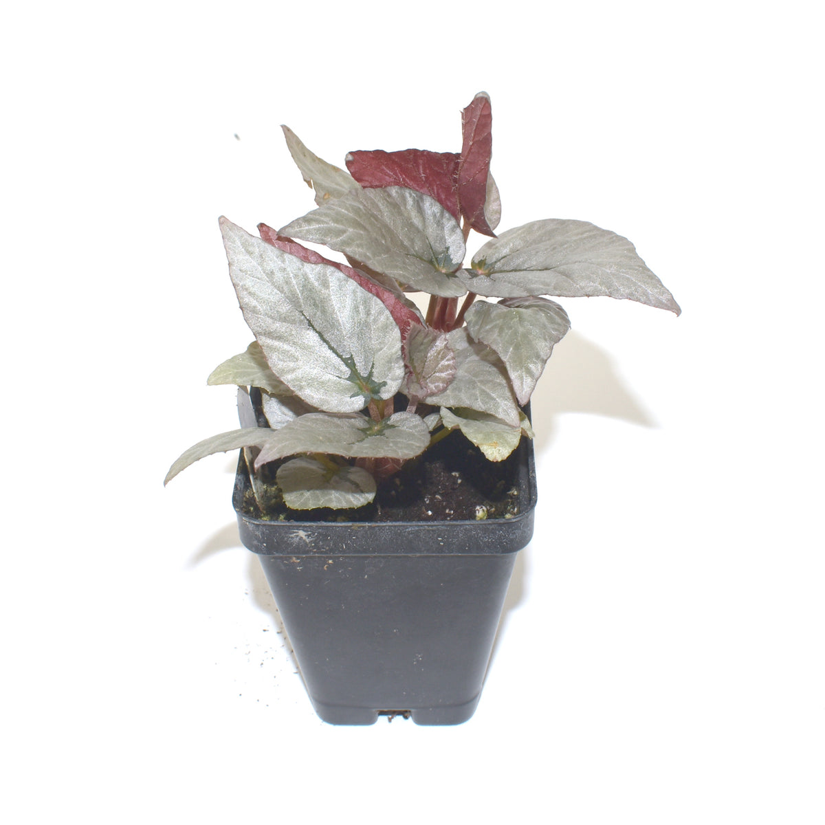 Begonia Silver Limbo | Plant with Silver & Red Leaves | Steve's Leaves