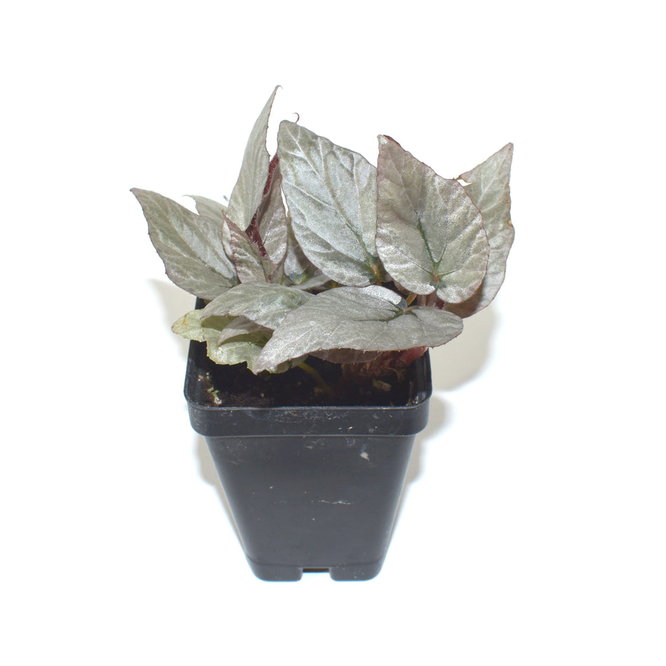 Begonia Silver Limbo | Rare Rex Begonia Varieties | Steve's Leaves