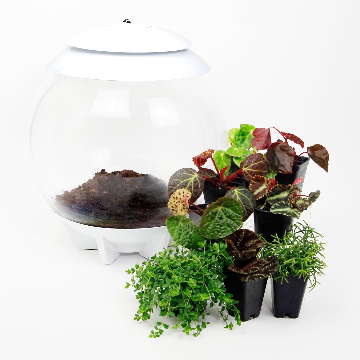 Vibrant Oasis Terrarium Plant Pack for biOrb AIR 30 – Steve's Leaves