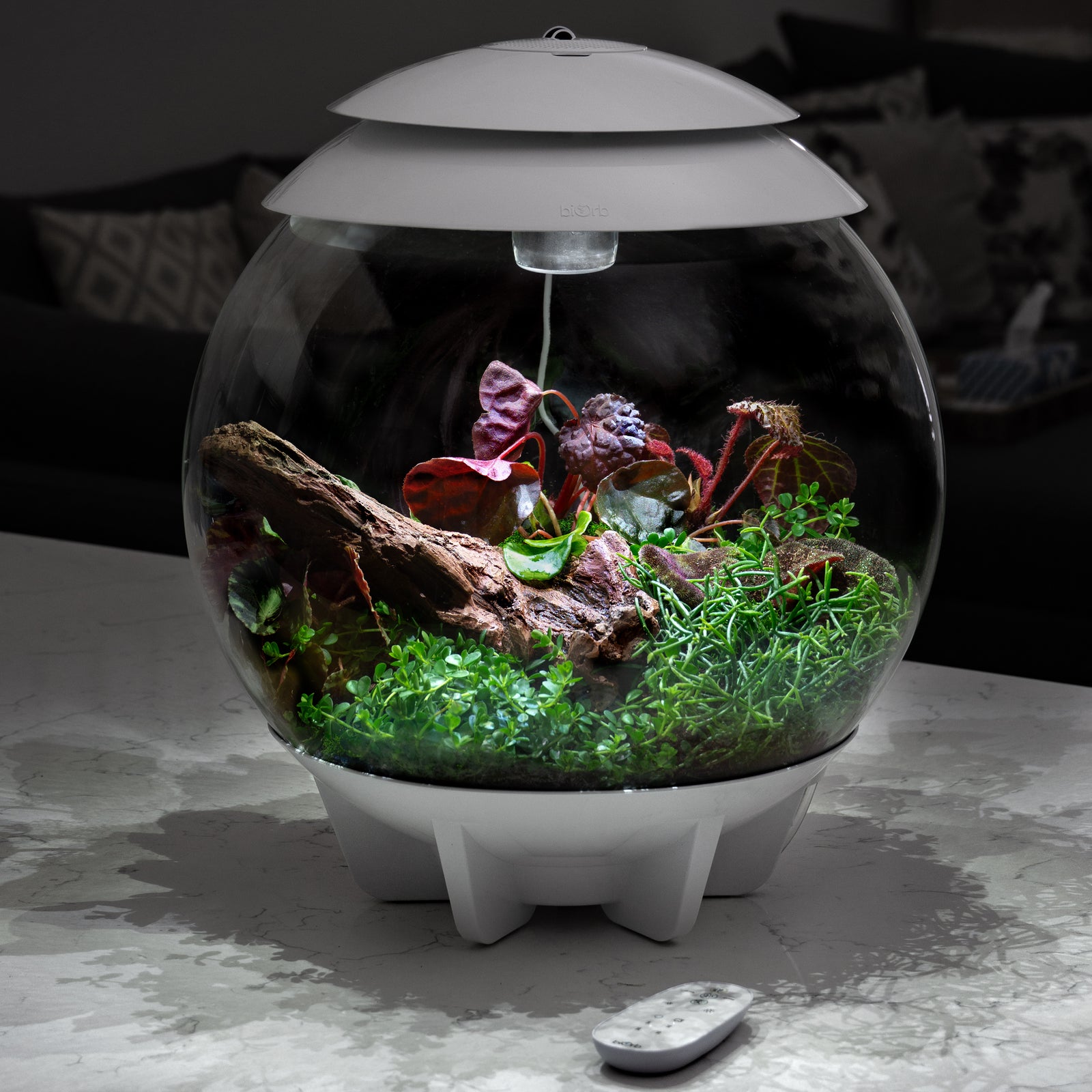 Vibrant Oasis Terrarium Plant Pack for biOrb AIR 30 – Steve's Leaves