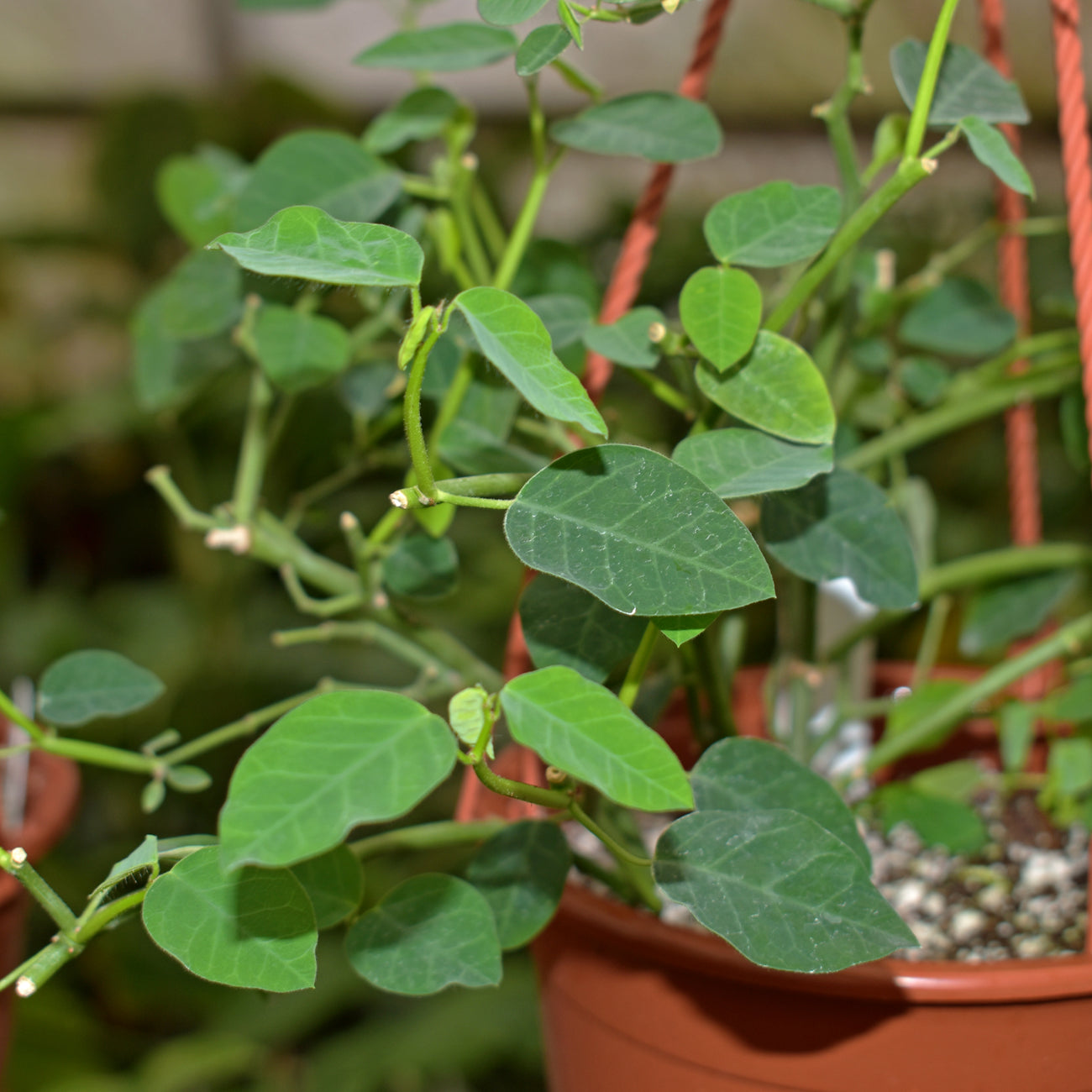 Euphorbia Guiengola | String of Stars Succulent | Steve's Leaves