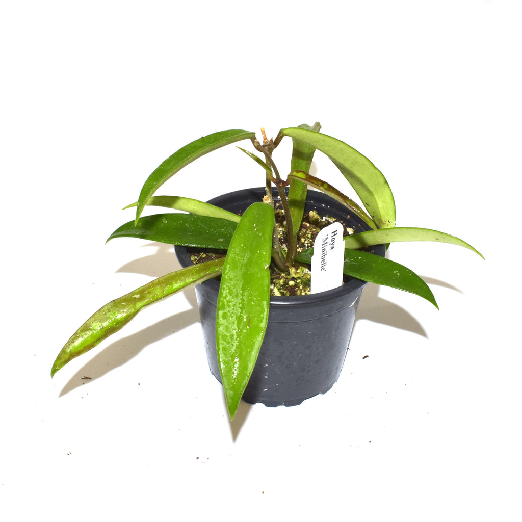 Hoya Minibelle | Trailing Vine with Narrow Speckled Leaves | Steve's Leaves