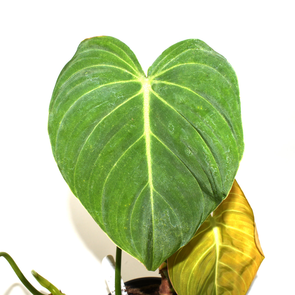 Philodendron 'Glorious' - 3.5" Pot – Steve's Leaves