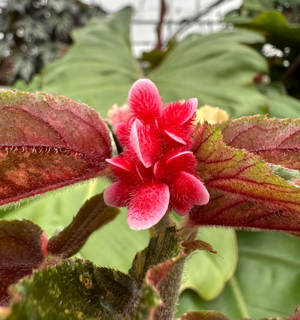 Rare Tropical House Plants Delivered | Steve's Leaves, Inc.