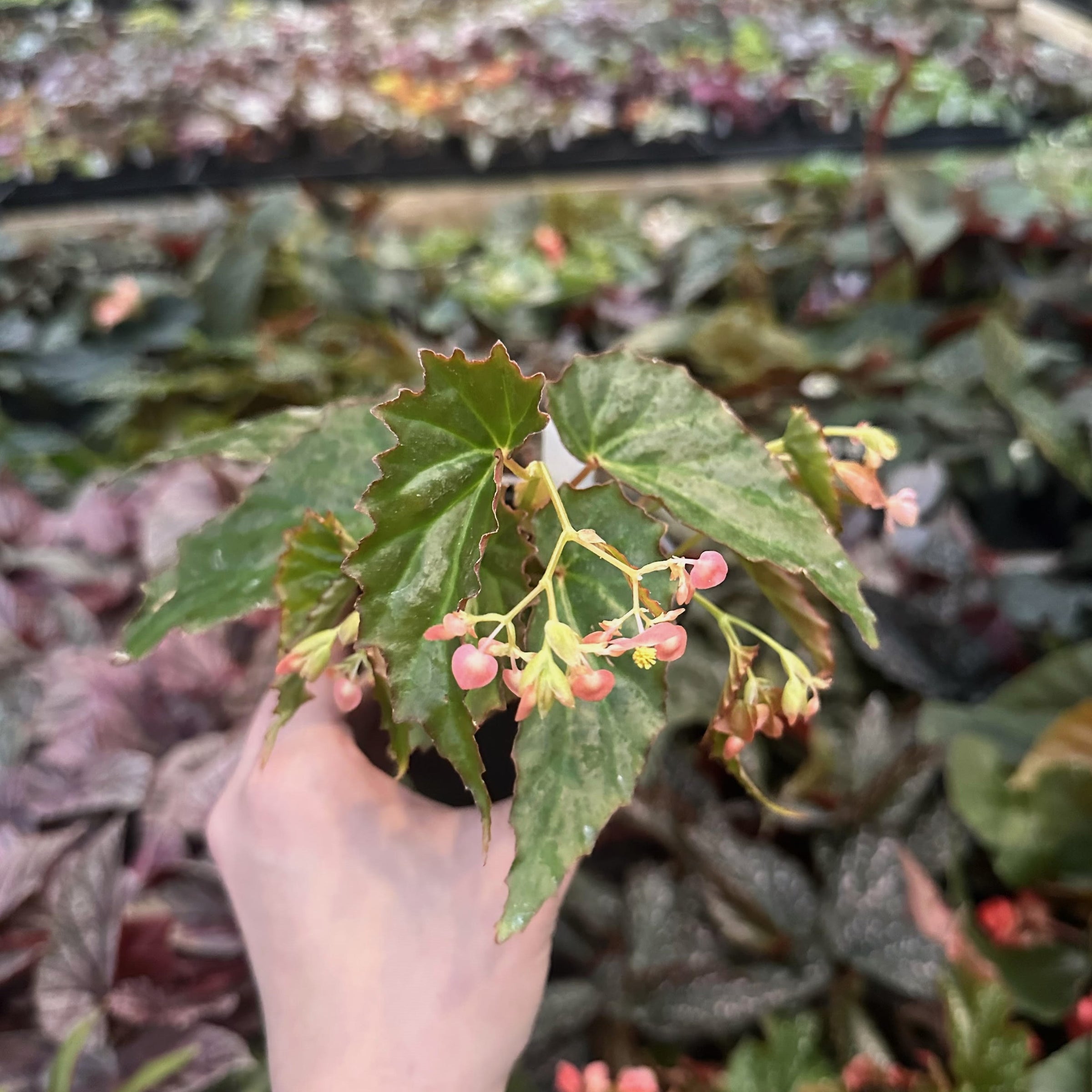 Begonia borneensis – Steve's Leaves