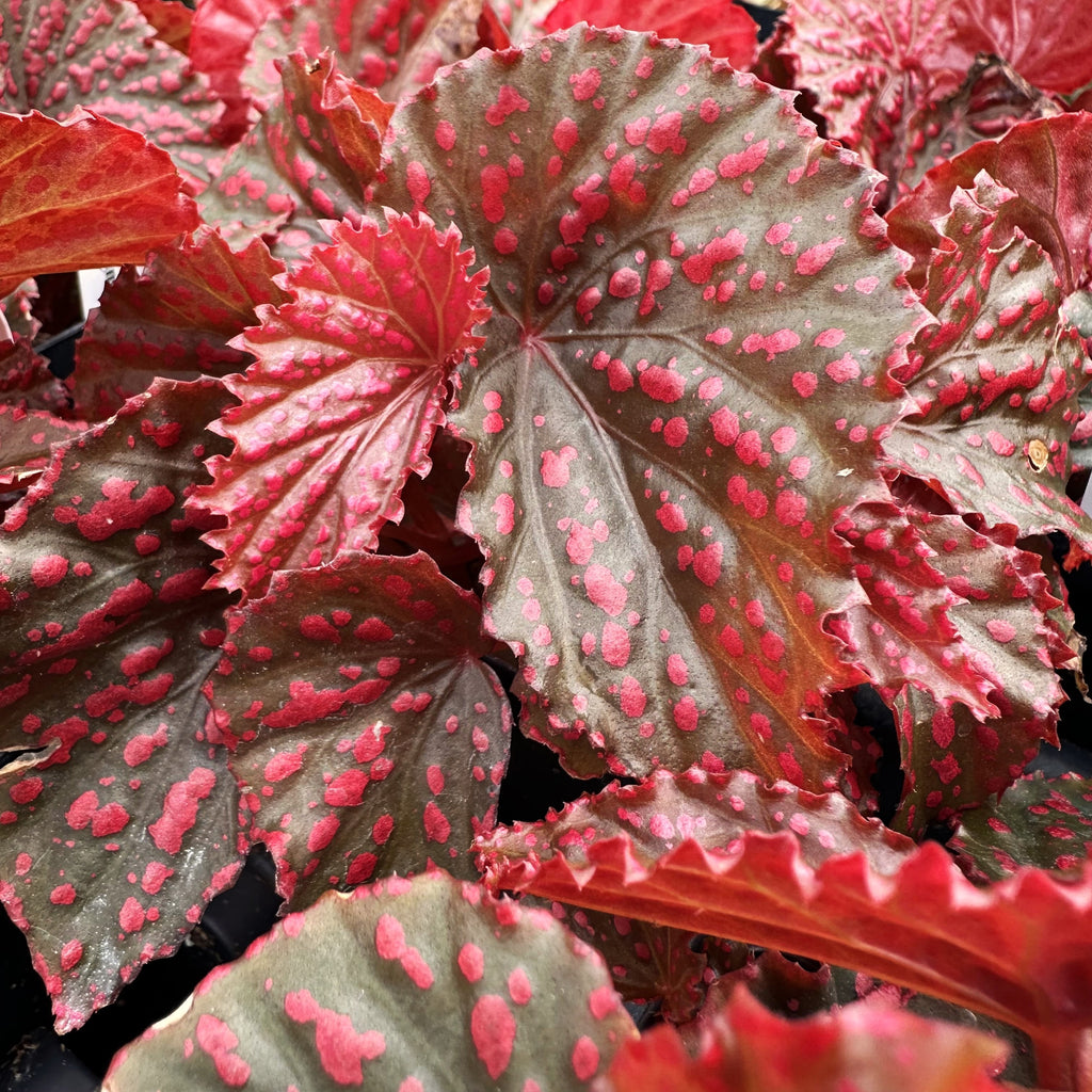 Begonia ‘RedЯum’ – Steve's Leaves