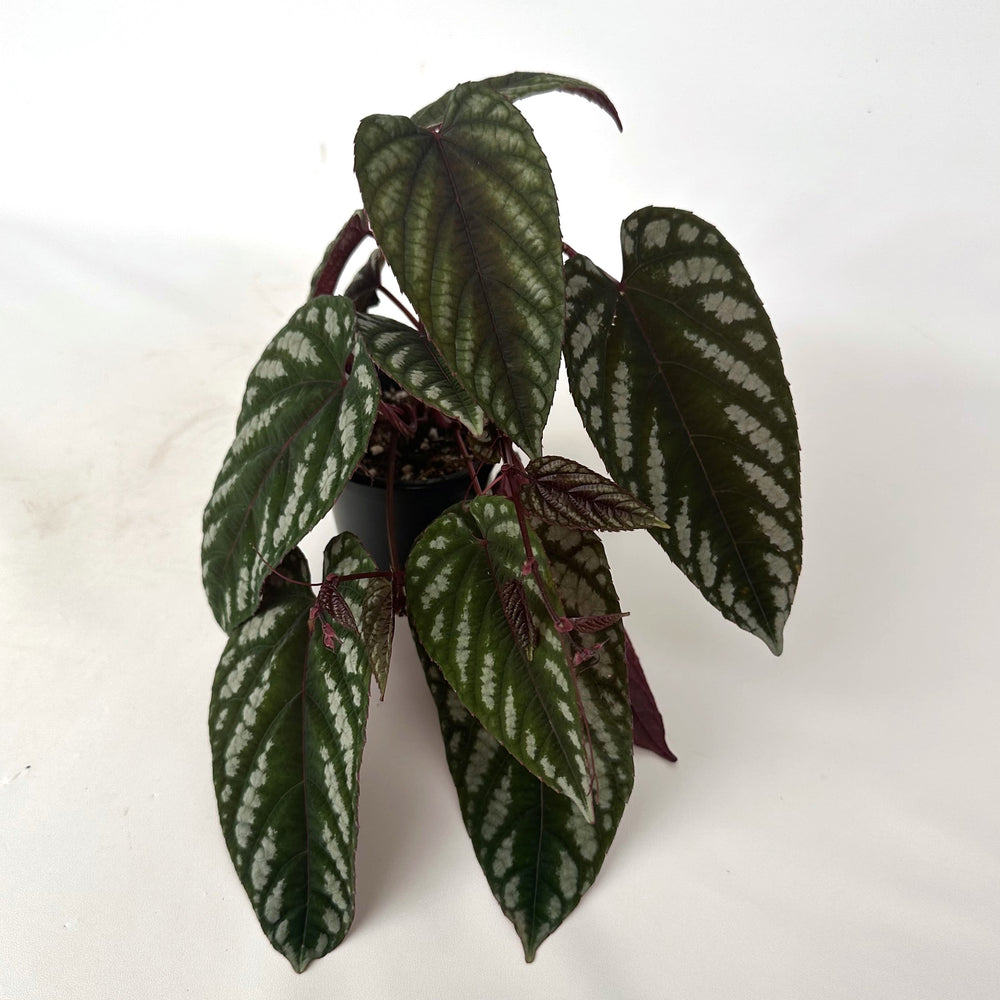 Cissus Discolor Climbing Rex Begonia | Fast Growing Plants | Steve's Leaves