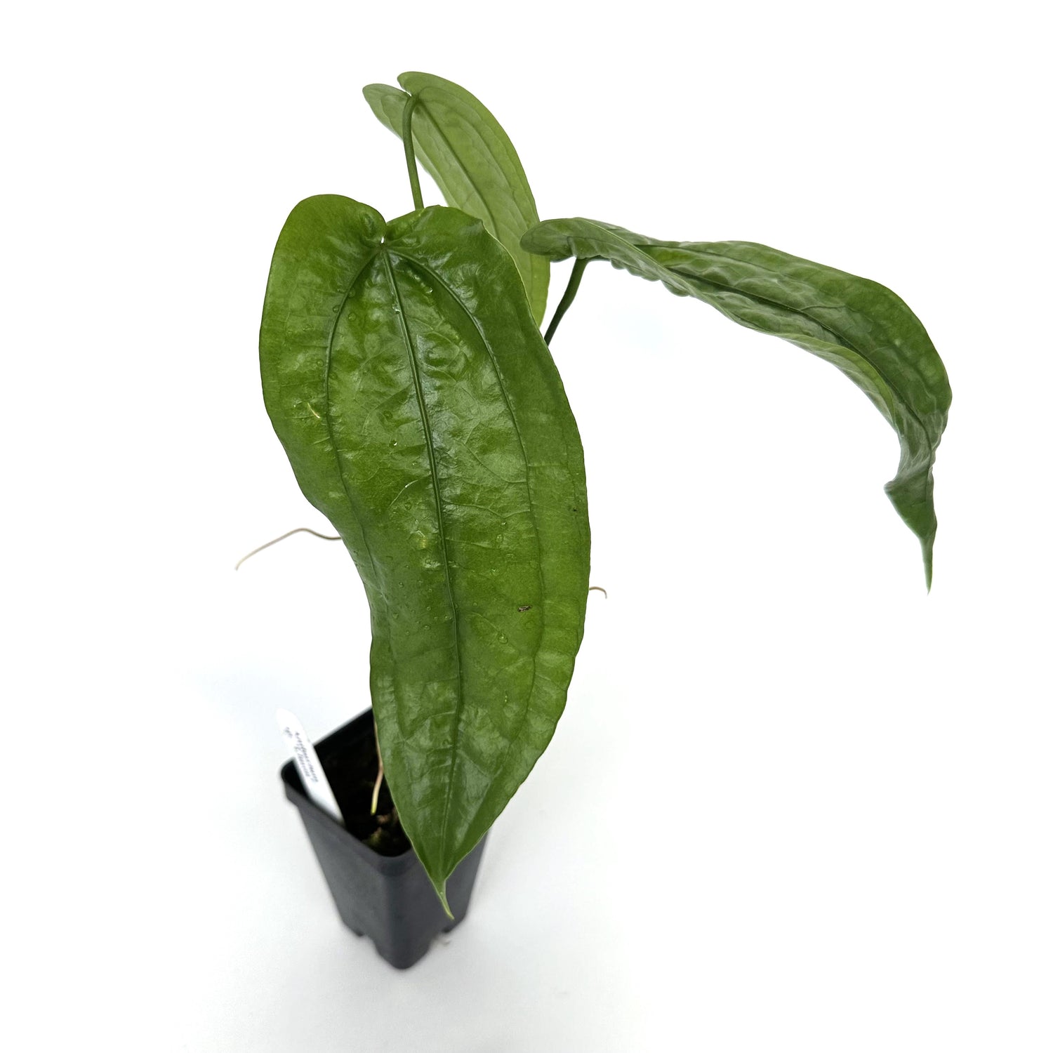 Anthurium sp. Limon | Rare Anthurium with Tri-Lobed Leaves | Steve's Leaves