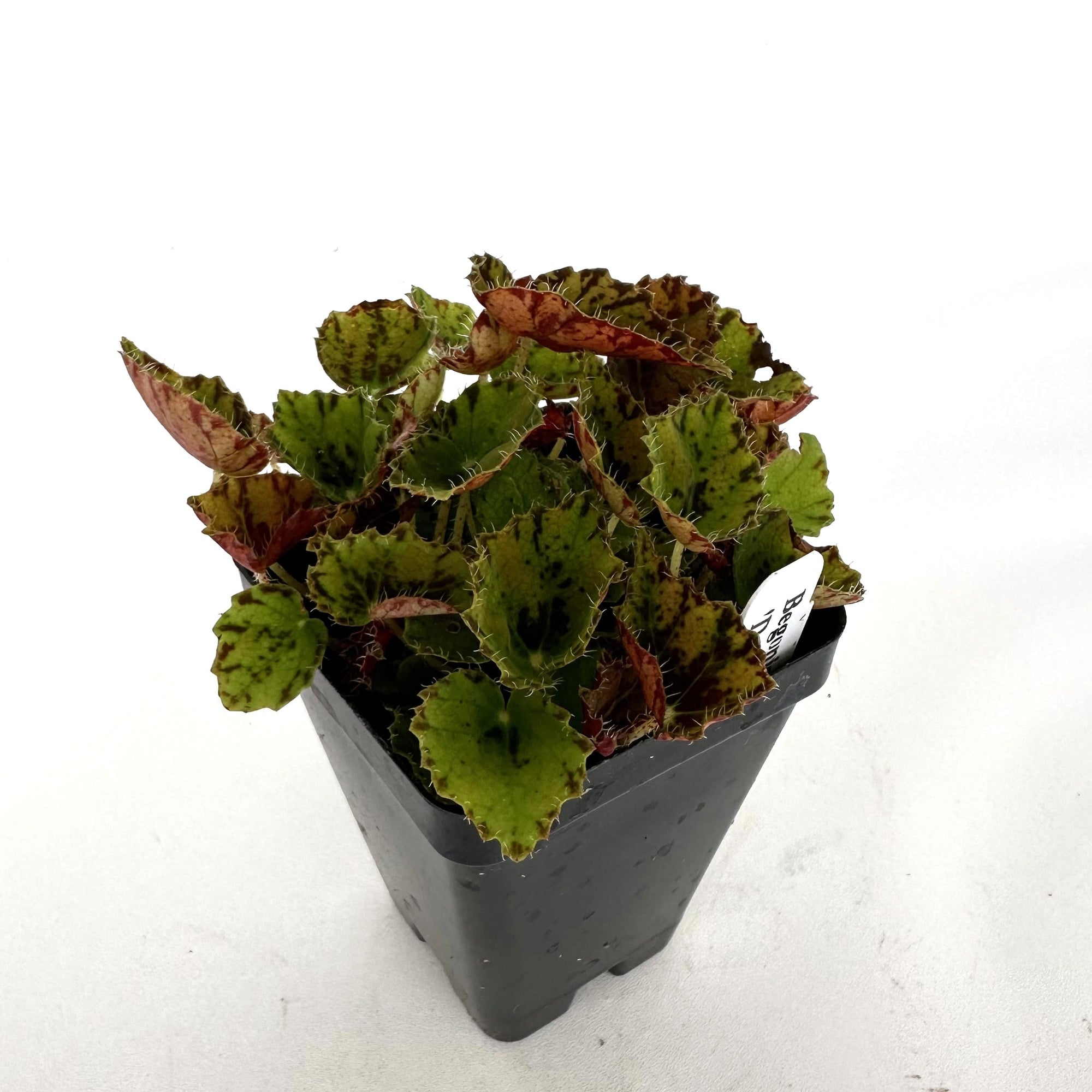 Begonia 'Dancing Vera' | Steve's Leaves Begonia Exotic Plants