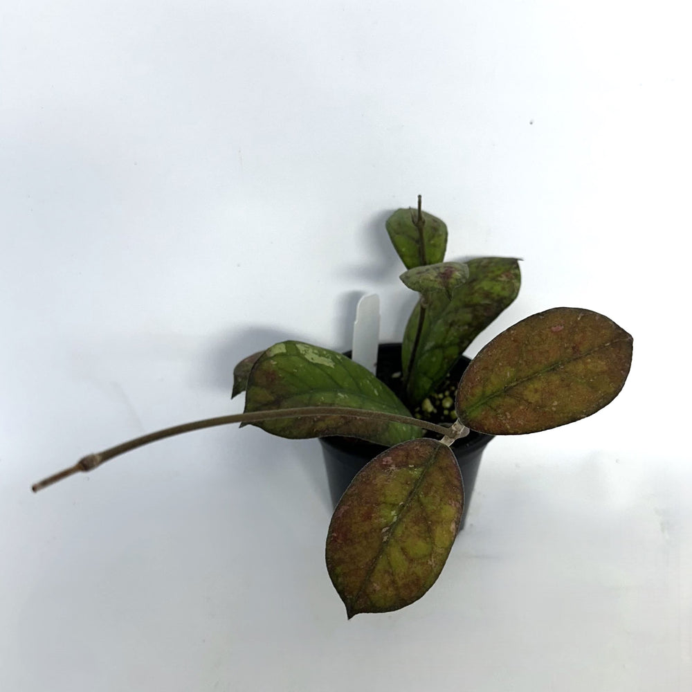 Hoya 'Irina' – Steve's Leaves