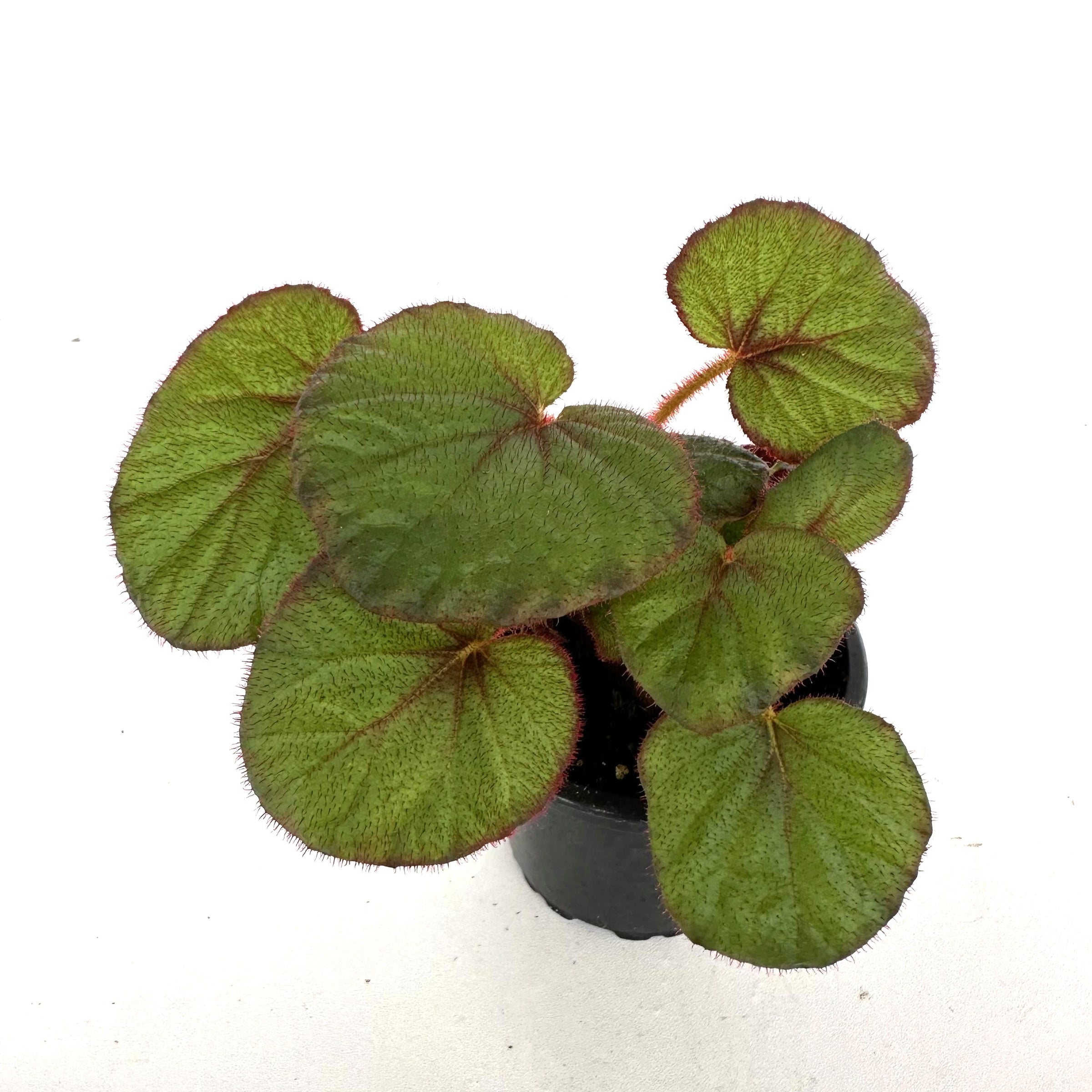 Begonia 'Fireflush' | Steve's Leaves Begonia Exotic Plants