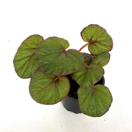 Begonia 'Fireflush' | Steve's Leaves Begonia Exotic Plants