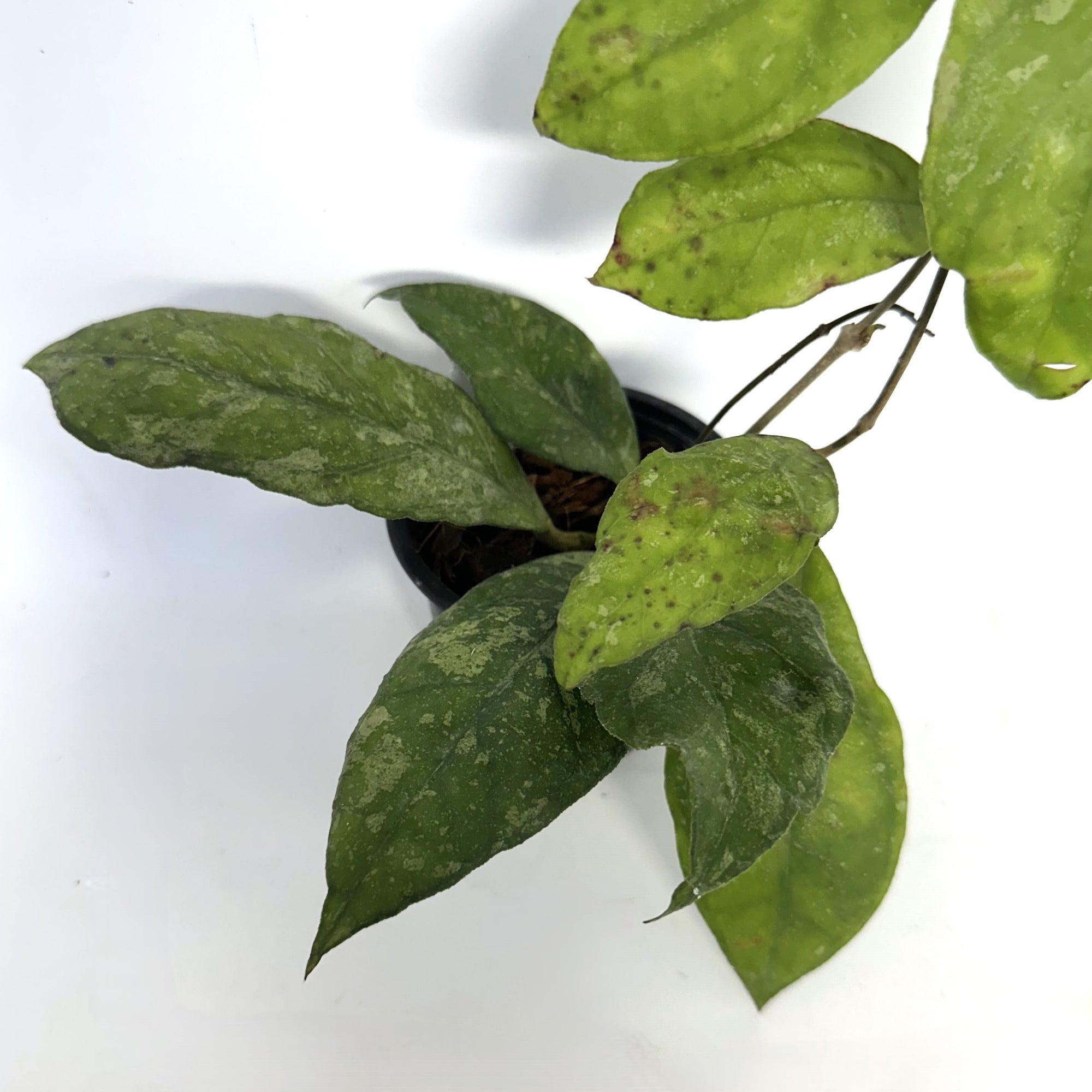 Hoya finlaysonii ‘Chicken Farm’ – Steve's Leaves
