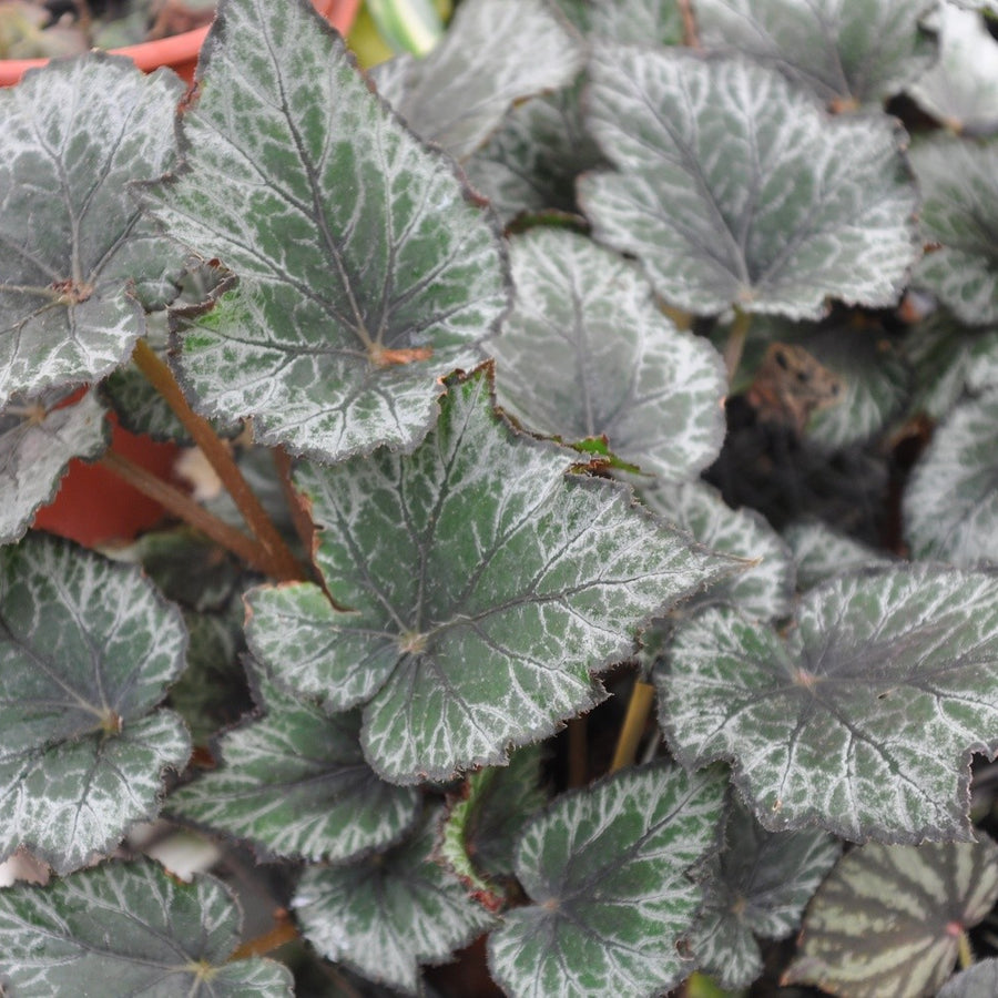 Begonia 'Miss Louisiana' – Steve's Leaves