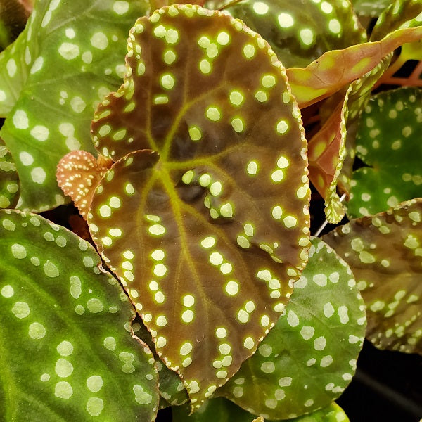 Begonia U641 – Steve's Leaves