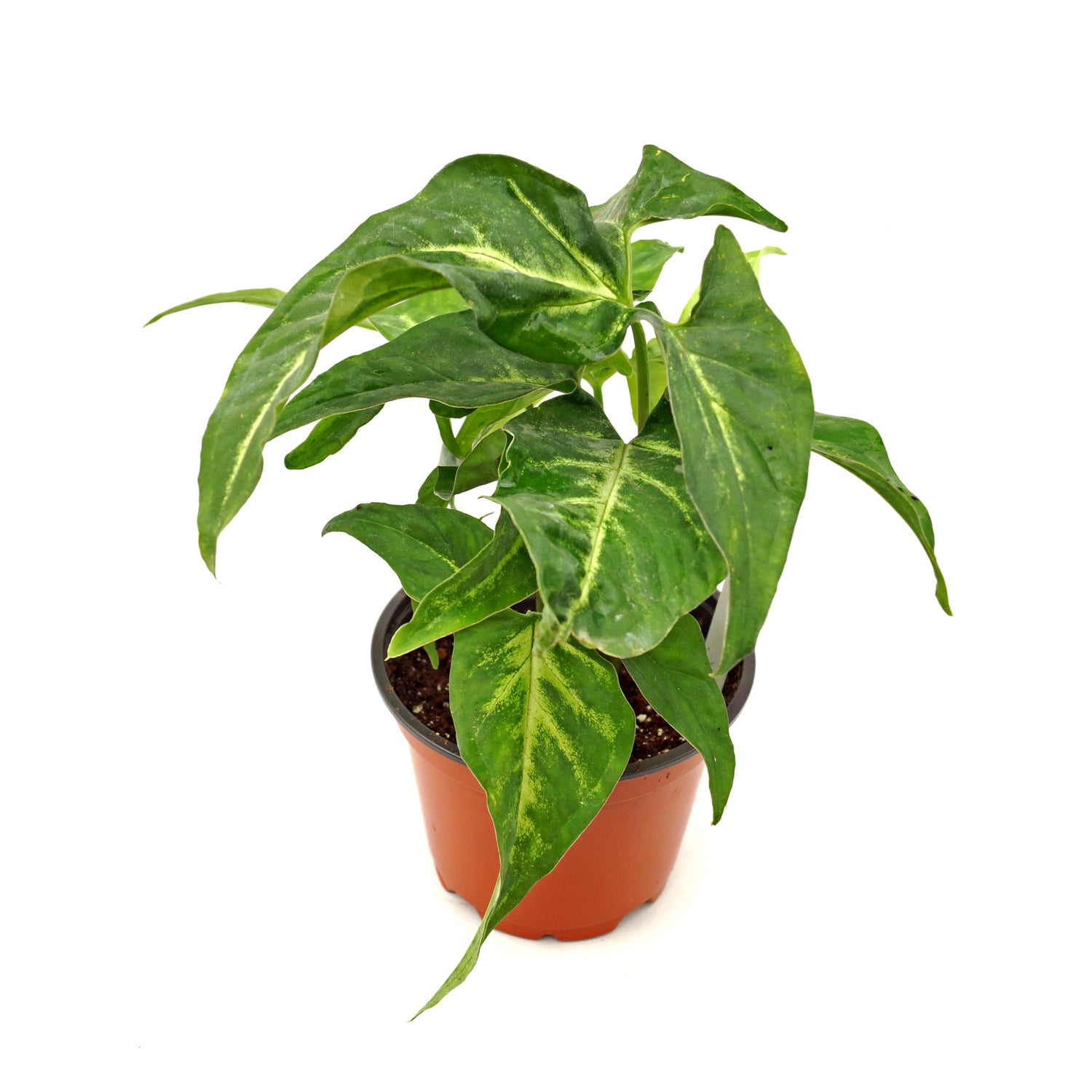 Syngonium Angustatum | Tri-Lobed Leaves with Yellow Midvein | Steve's ...