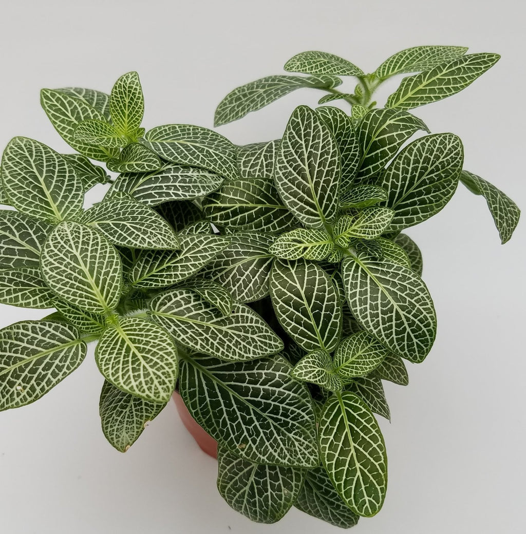 Fittonia albivenis 'Minima' – Steve's Leaves
