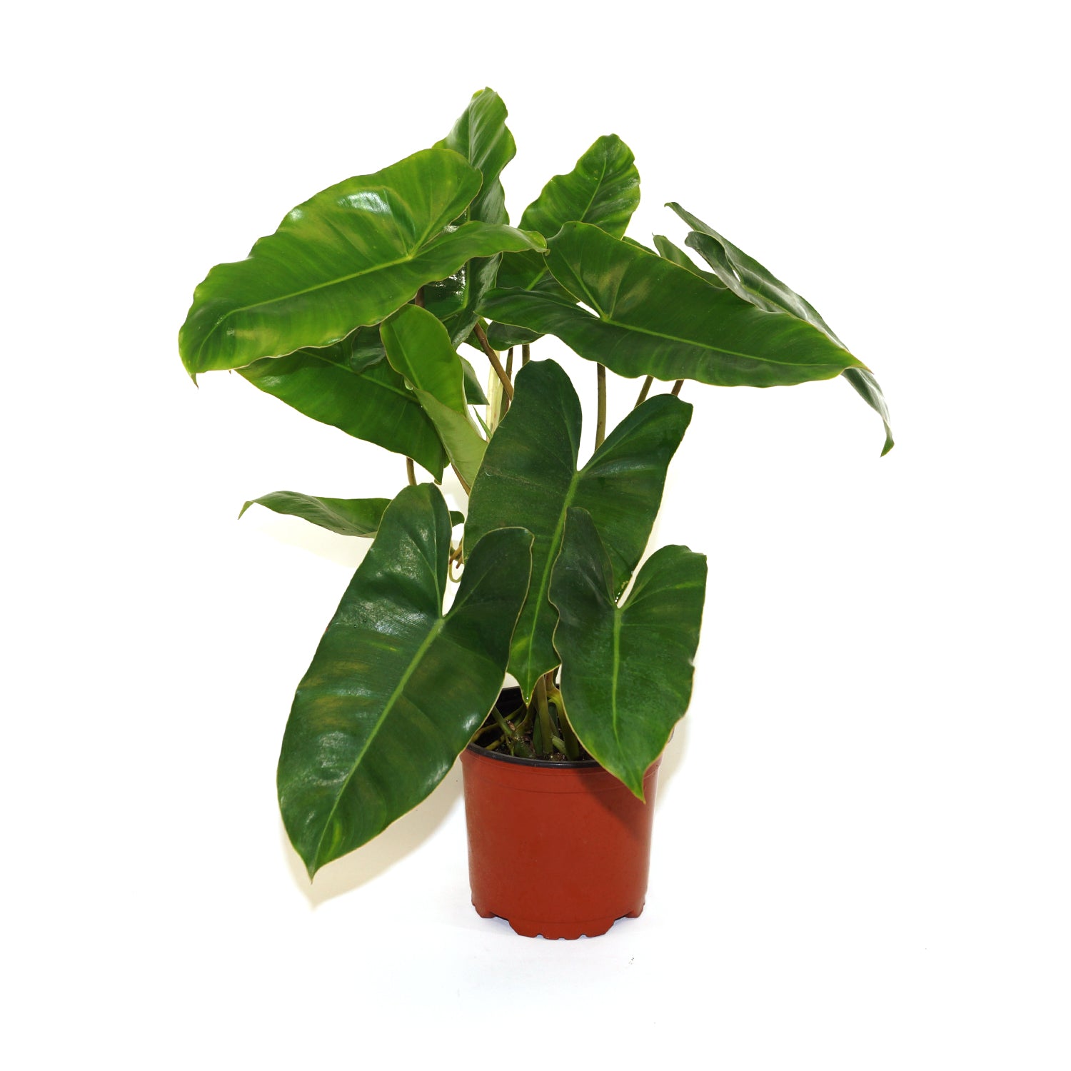 Philodendron 'Burle Marx' - 5.5" Pot – Steve's Leaves