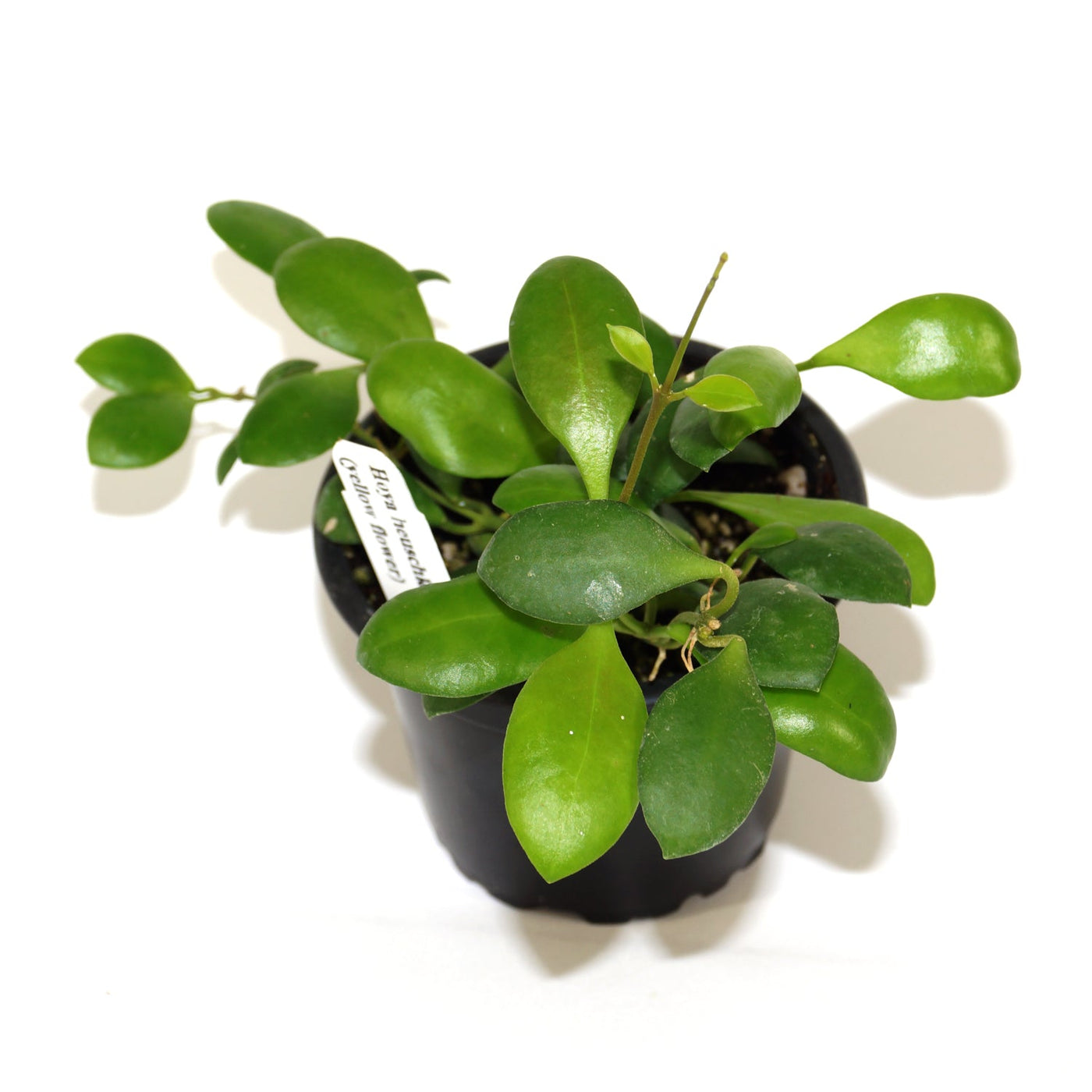 Hoya Heuschkeliana | Yellow Flower Trailing Plant | Steve's Leaves