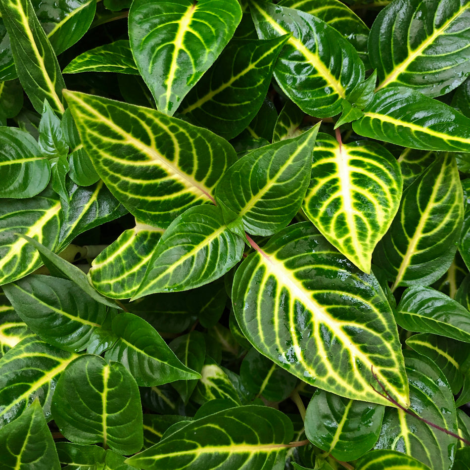 Exotic Plants For Sale | Rare Tropical Foliage | Steve's Leaves – Page 2