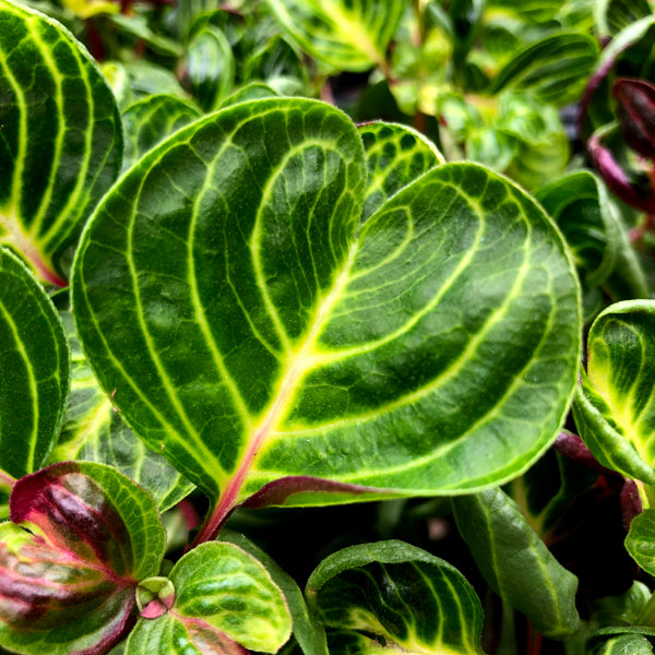 Iresine herbstii 'Aureoreticulata' (notched leaf) – Steve's Leaves