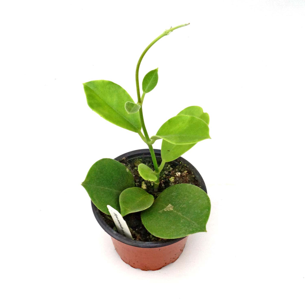 Hoya australis ssp. keysii – Steve's Leaves