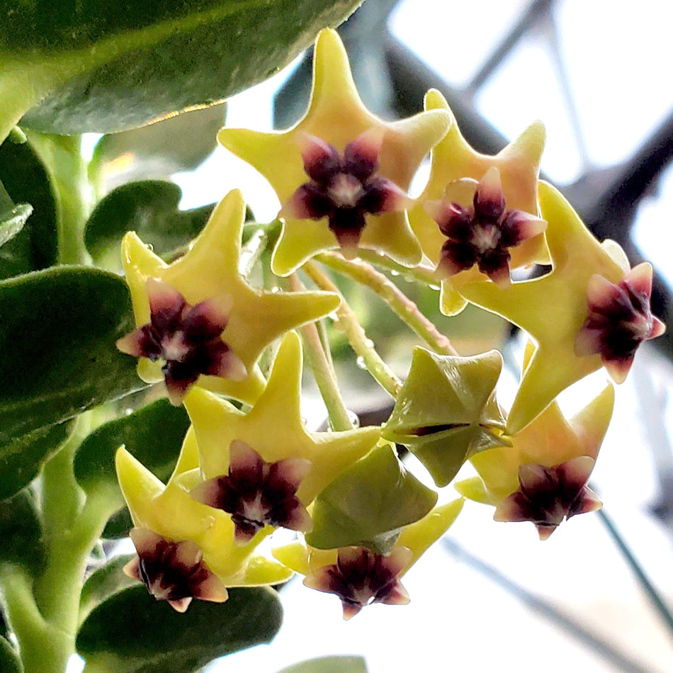Rare Hoyas For Sale | Steve's Leaves Exotic Plants, Rare Tropicals & More