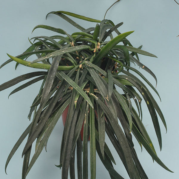 Hoya shepherdii – Steve's Leaves