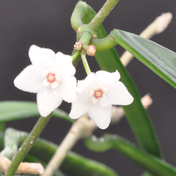 Hoya Shepherdii | Hanging String Bean Plant for Sale | Steve's Leaves