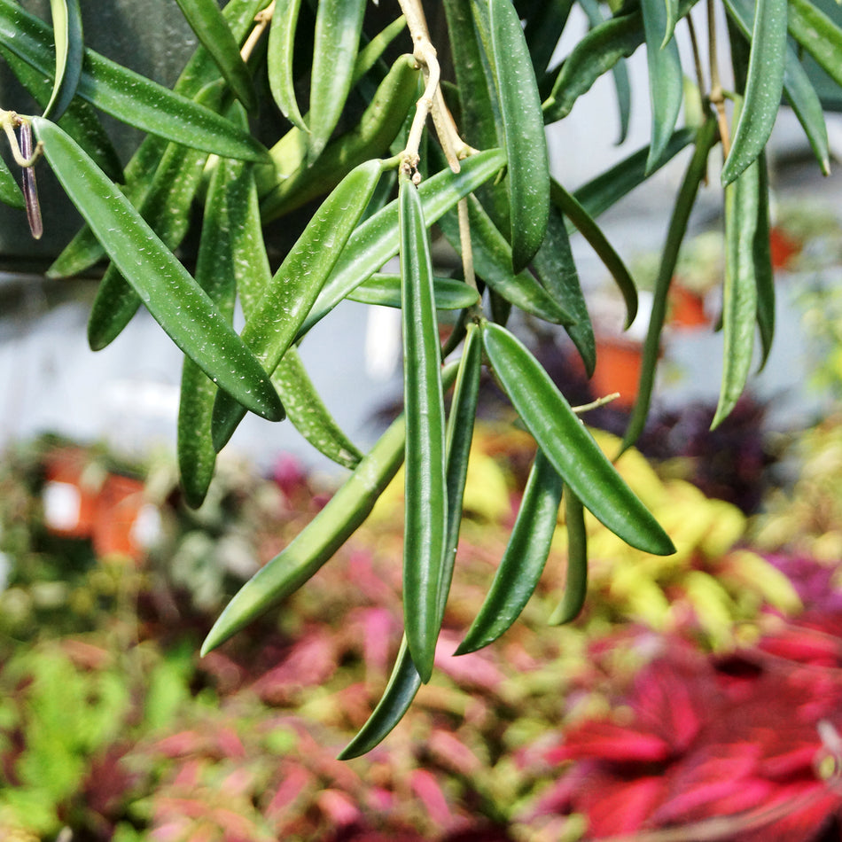 Hoya Shepherdii | Hanging String Bean Plant for Sale | Steve's Leaves