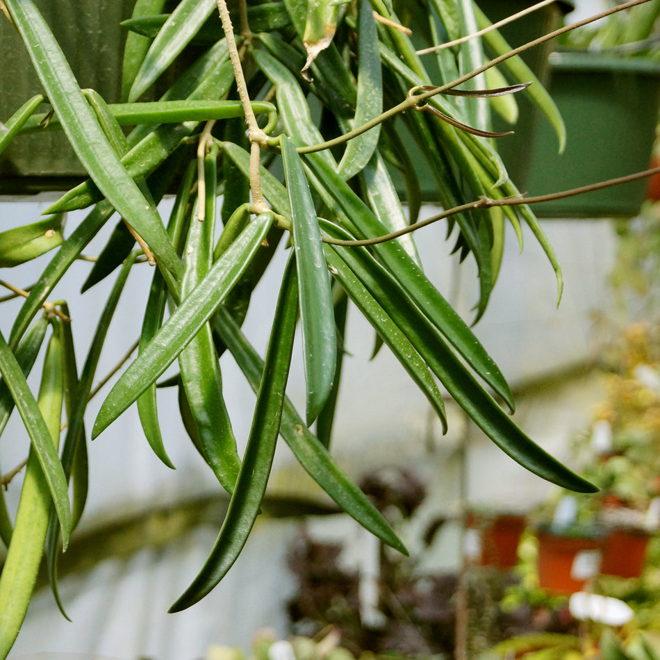 Hoya Shepherdii | Hanging String Bean Plant for Sale | Steve's Leaves