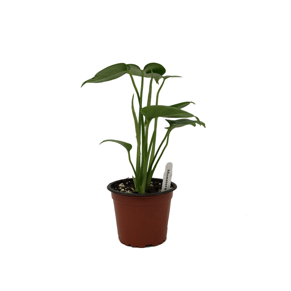 Monstera Collection | Large Leaf Plants | Steve's Leaves