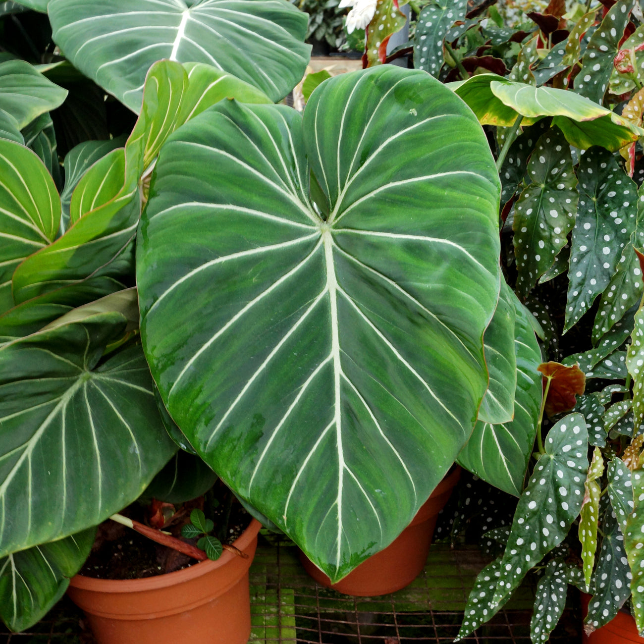 Philodendron Gloriosum for Sale (6" Pot) – Steve's Leaves