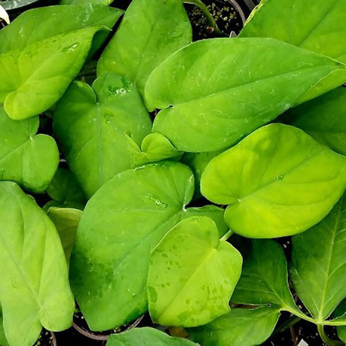 Exotic Plants For Sale | Rare Tropical Foliage | Steve's Leaves