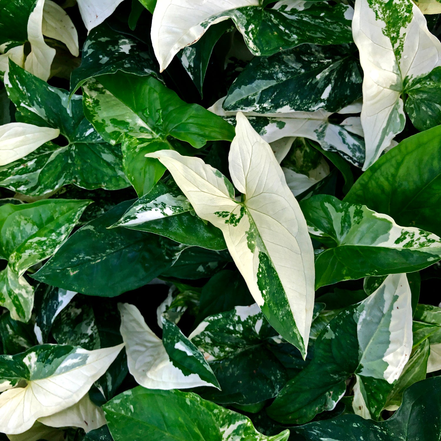 Syngonium Albo Variegatum | White Marbled Arrowhead Vine | Steve’s ...