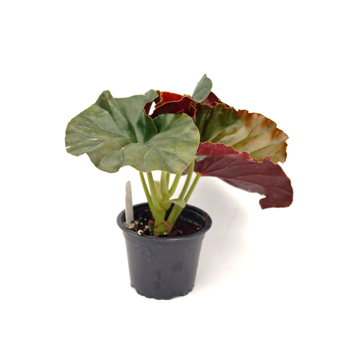 Begonia 'Alice Faye' | Steve's Leaves Begonia Exotic Plants