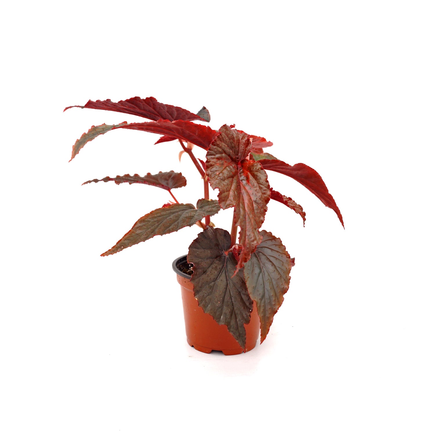 Begonia 'Arabian Sunset' | Steve's Leaves Begonia Exotic Plants