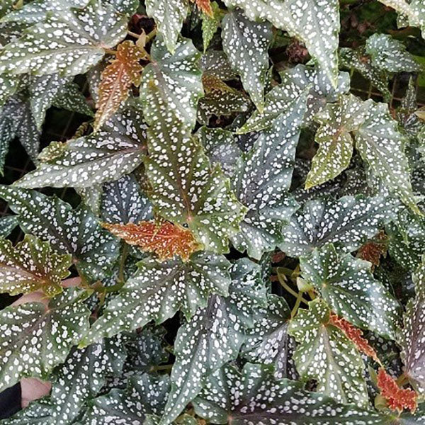 Begonia 'Aerial' | Steve's Leaves Begonia Exotic Plants