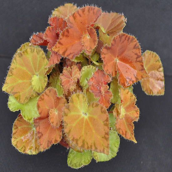 Begonia 'Angel Glow' | Steve's Leaves Begonia Exotic Plants
