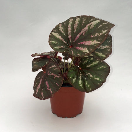 Begonia Candy Stripes | Pink and Green Leaf Begonia Hybrid | Steve’s ...