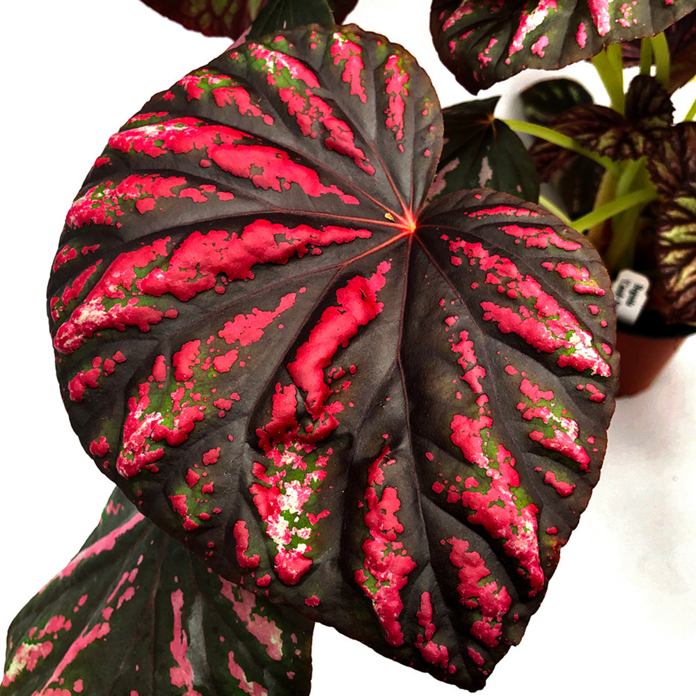Begonia Candy Stripes | Pink and Green Leaf Begonia Hybrid | Steve’s ...