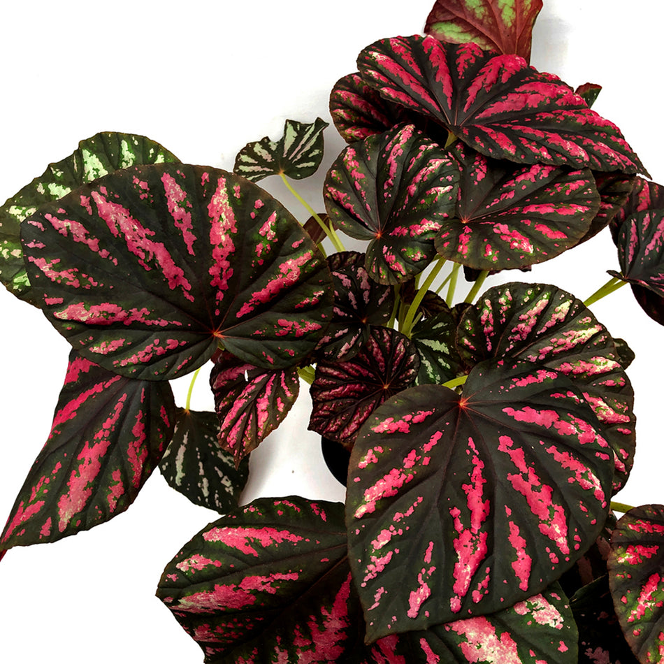 Begonia Candy Stripes | Pink and Green Leaf Begonia Hybrid | Steve’s ...
