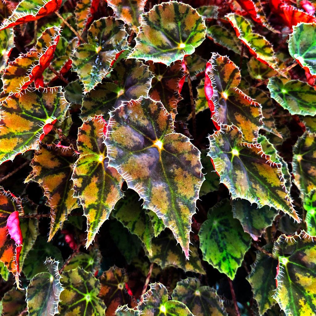 Begonia 'Dancing Vera' | Steve's Leaves Begonia Exotic Plants