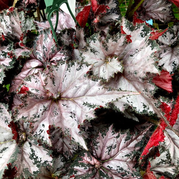 Begonia 'Dejah Thoris' | Steve's Leaves Begonia Exotic Plants