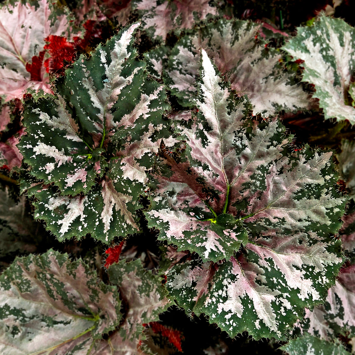 Begonia 'Dejah Thoris' | Steve's Leaves Begonia Exotic Plants