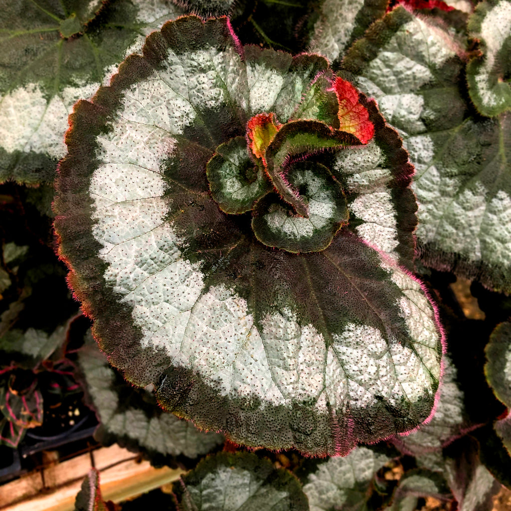 Escargot Begonia | Rex Hybrid Begonia Plant | Steve's Leaves