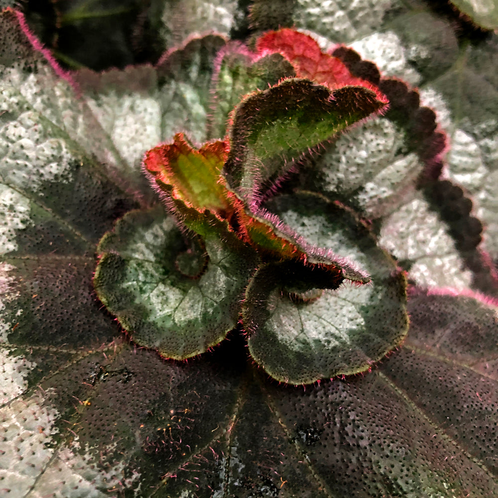 Escargot Begonia | Rex Hybrid Begonia Plant | Steve's Leaves