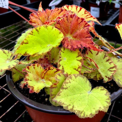 Begonia 'Fall Fashion' | Steve's Leaves Begonia Exotic Plants