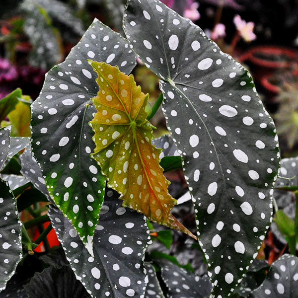 Begonia Flamingo Queen | Exotic & Easy-to-Grow Begonias | Steve's Leaves